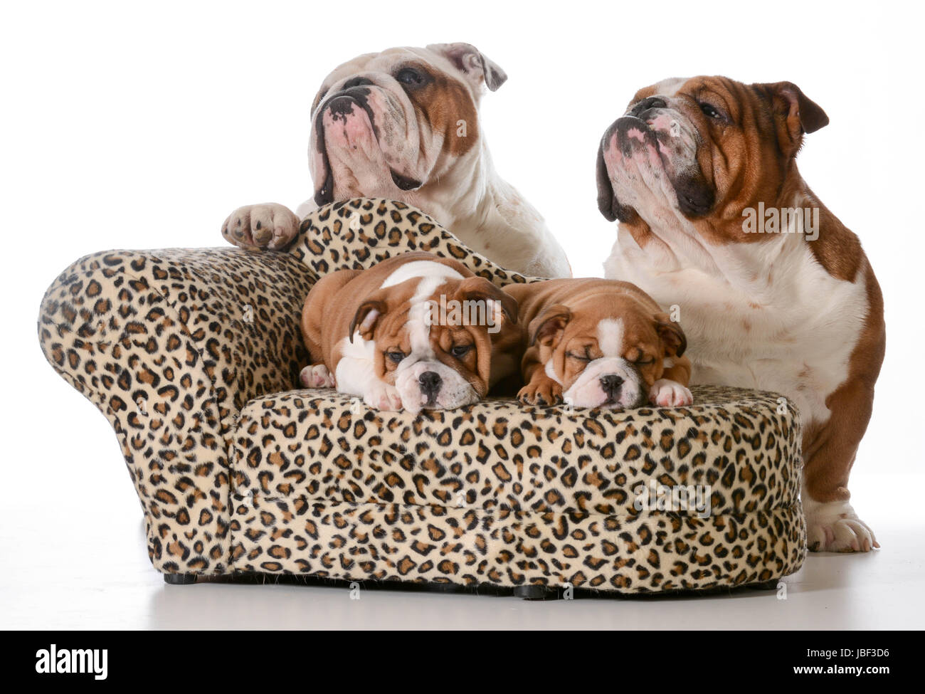 bulldog family - two puppies sleeping on a couch with father and ...