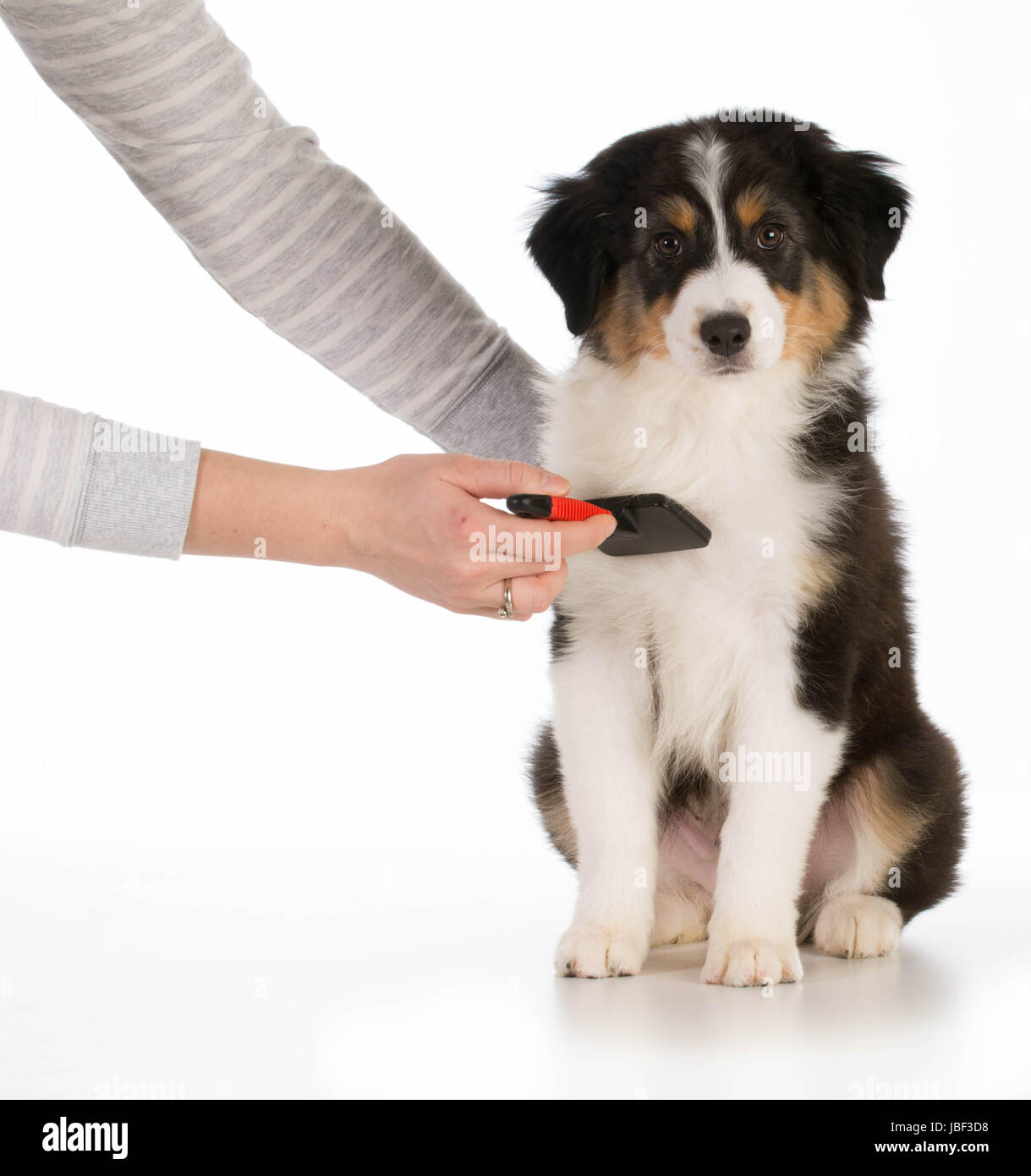 Australian dog grooming hi-res stock photography and images - Alamy