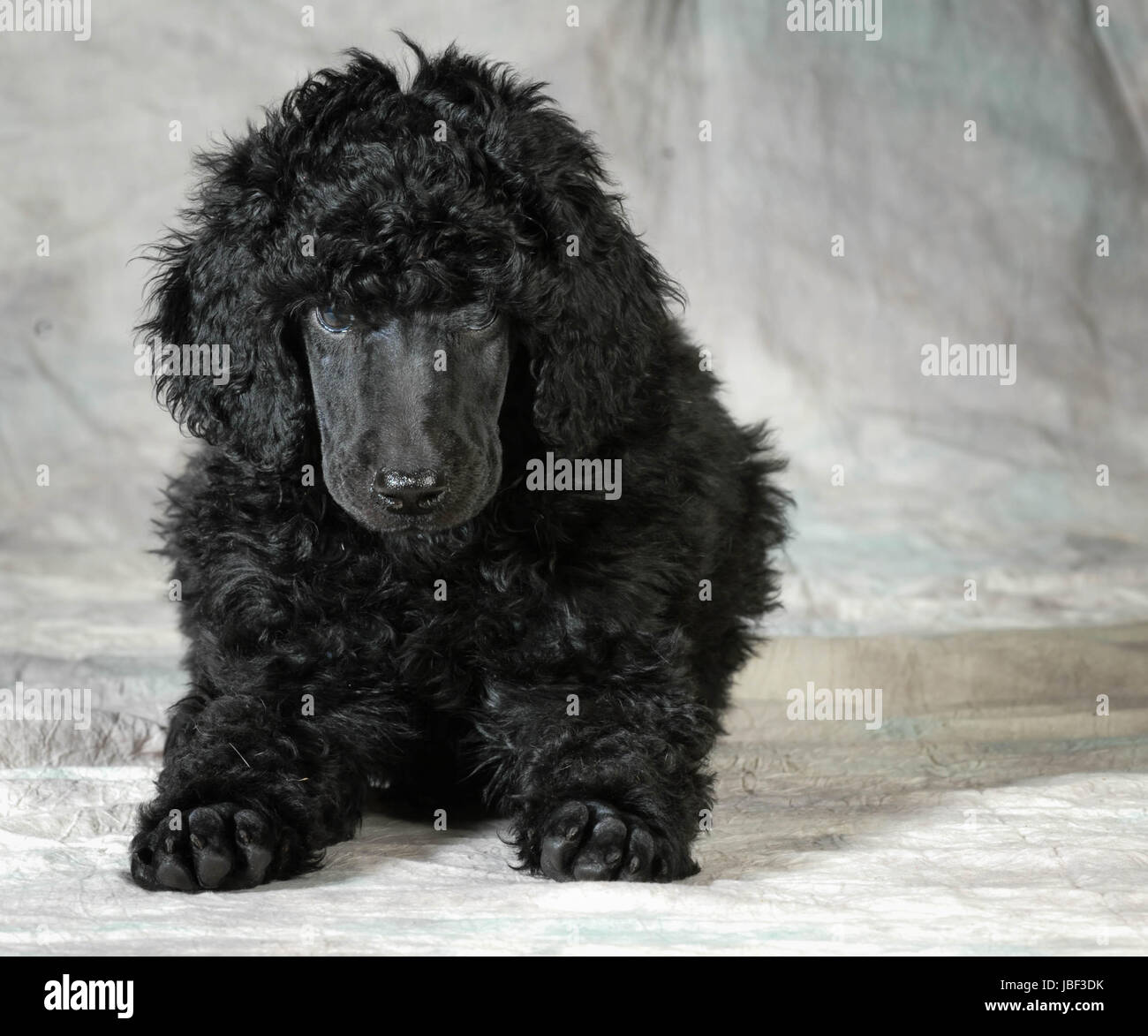 standard poodle puppy laying down looking at viewer - 8 weeks old Stock ...
