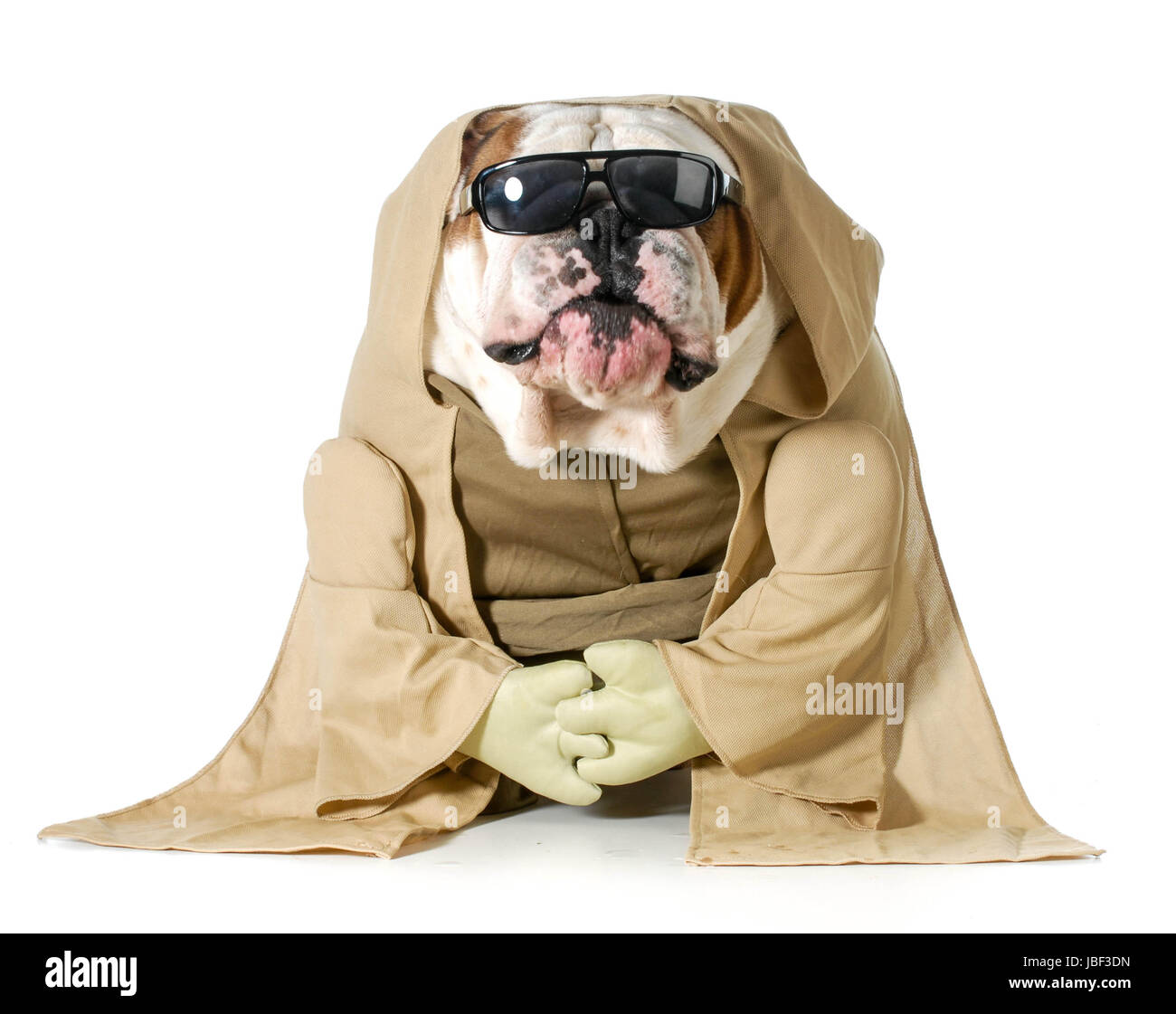 dog wisdom - english bulldog wearing munk costume isolated on white ...