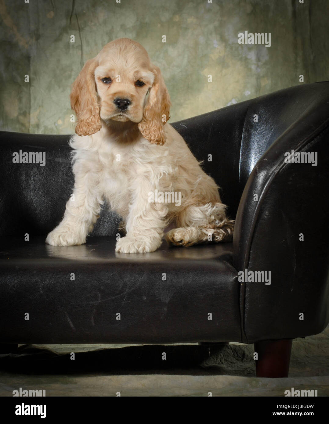 cocker spaniel puppy sitting on couch on green background Stock Photo ...