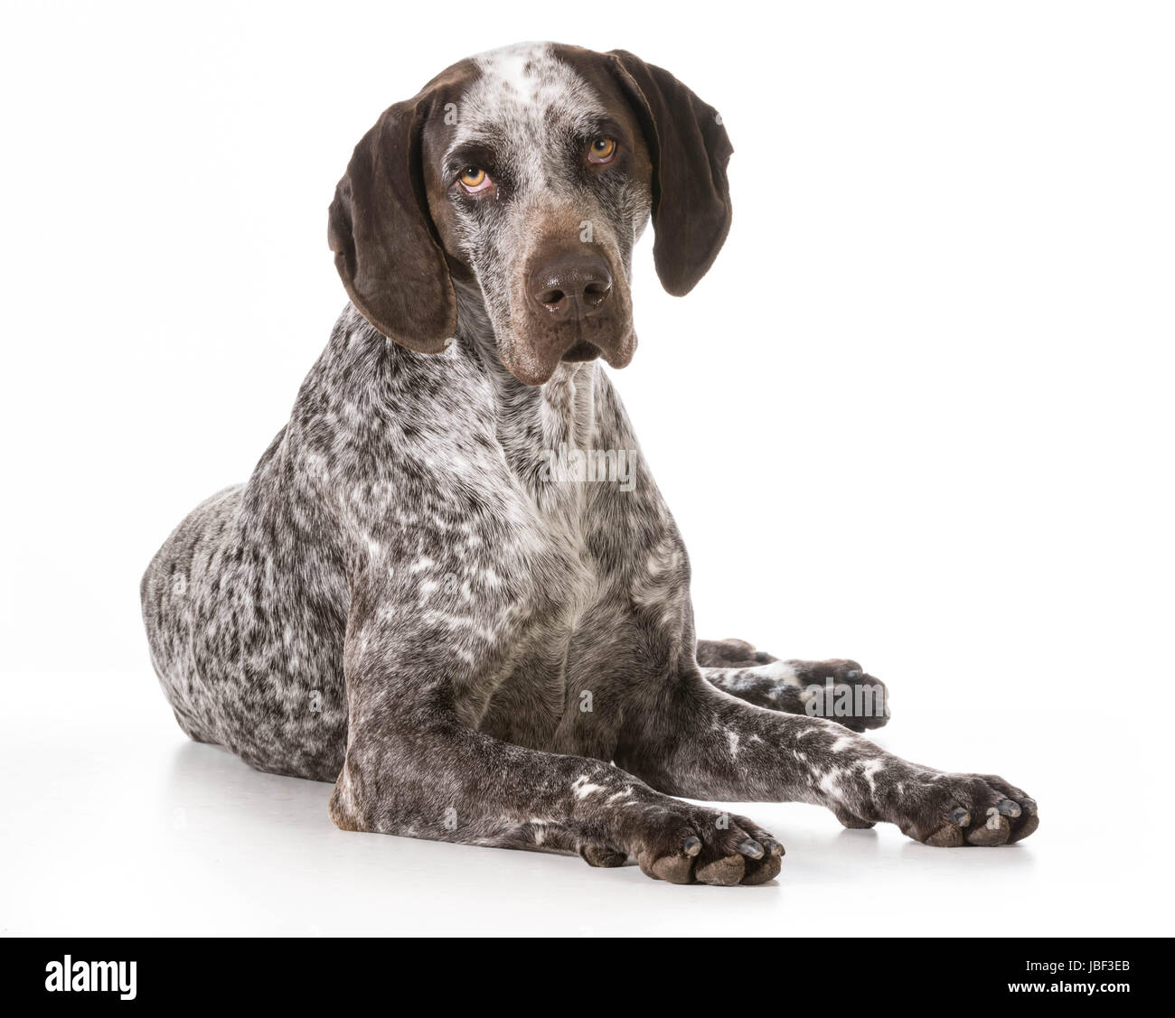 german shorthaired pointer laying down isolated on white background ...