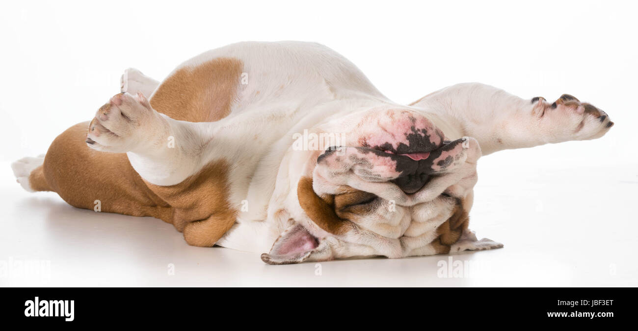 dog laying upside down - english bulldog on back sleeping isolated on ...