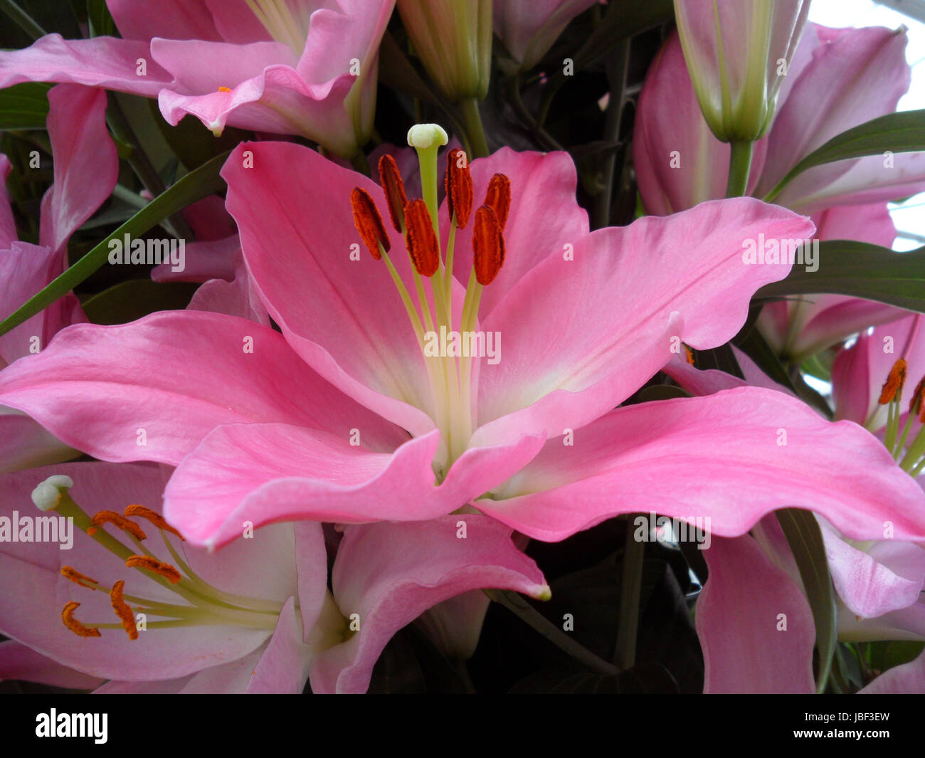 Close-up of blooming vibrant pink color Lily flowers with red velvet ...