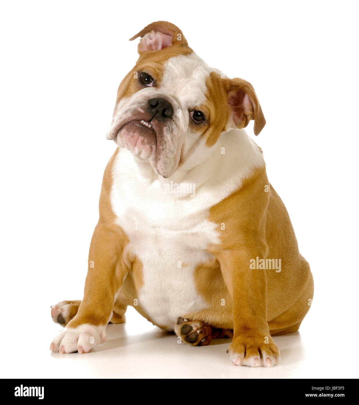 cute english bulldog puppy with head tilted to the sided isolated ...