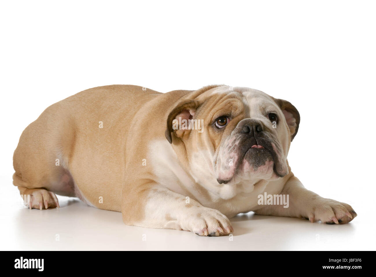 scared or nervous english bulldog isolated on white background Stock ...