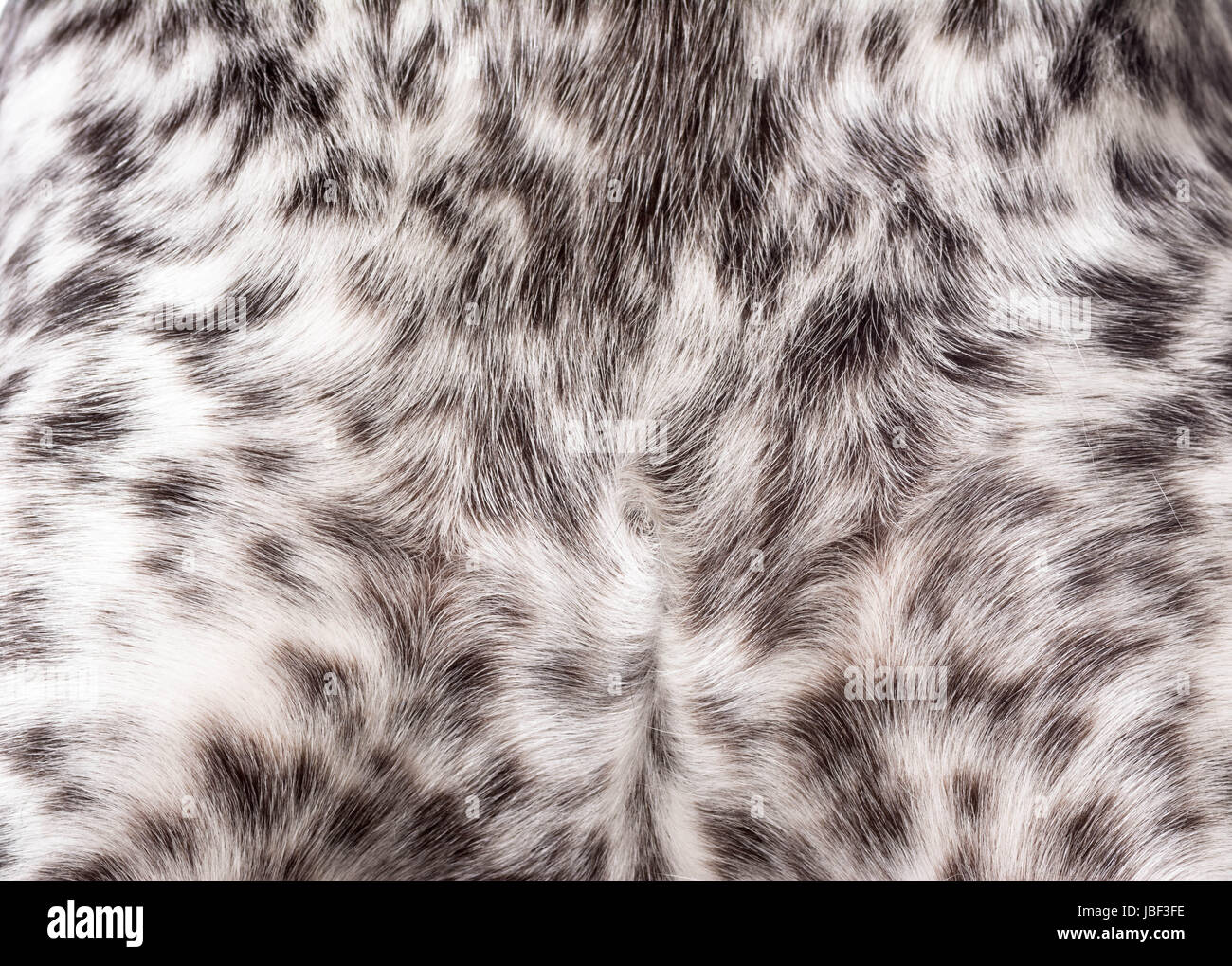dog coat texture - german shorthaired pointer dog coat texture Stock ...