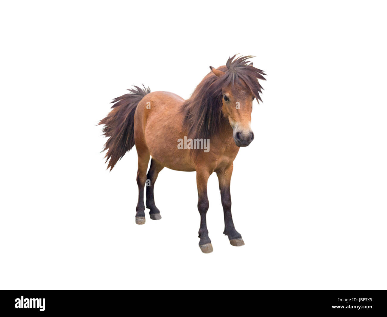 Mammal horse transport ranch hi-res stock photography and images - Alamy