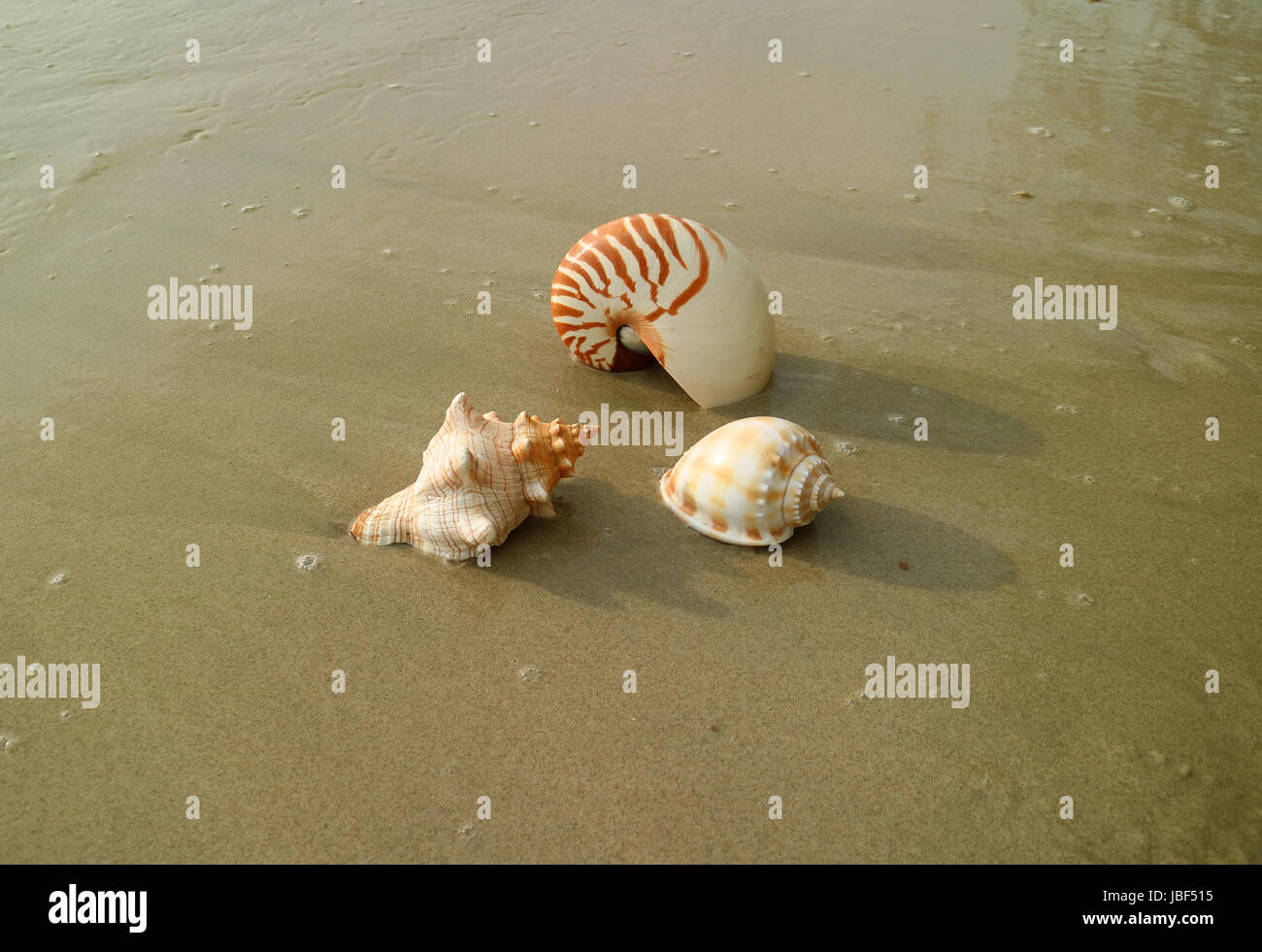 Three types of unique seashells on the beach in Thailand Stock Photo ...