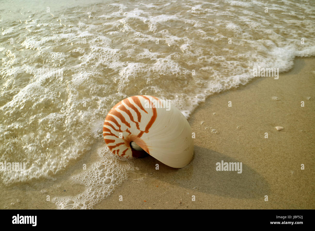One Nautilus Shell on the Beach with Bubble of Sea Wave Stock Photo - Alamy