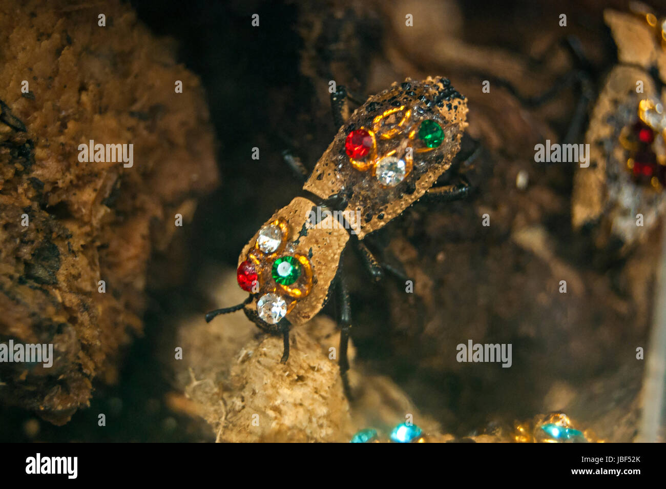 Jeweled beetle hi-res stock photography and images - Alamy