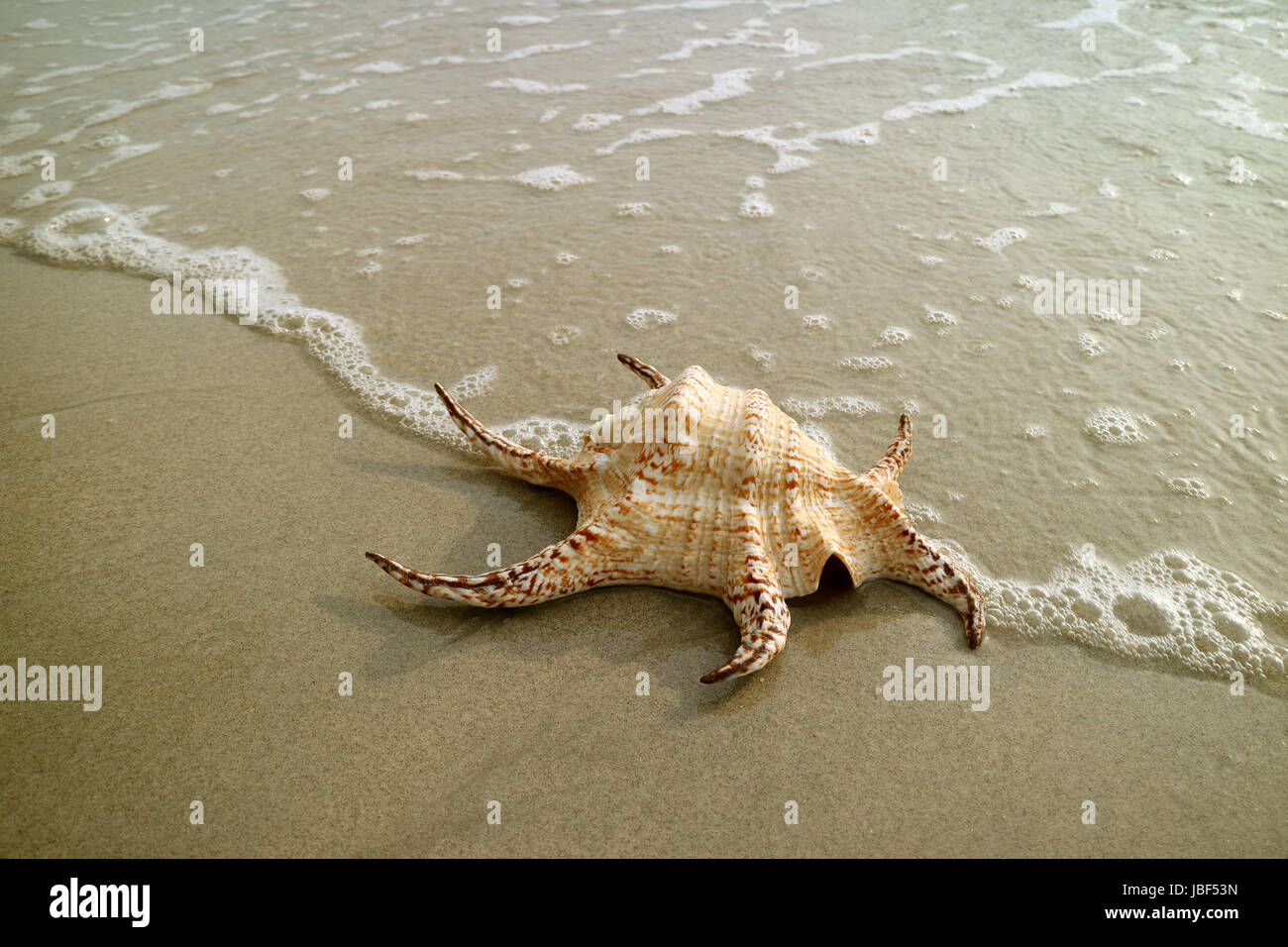 One Natural Seashell on the Beach with Bubble of Sea Wave Stock Photo ...