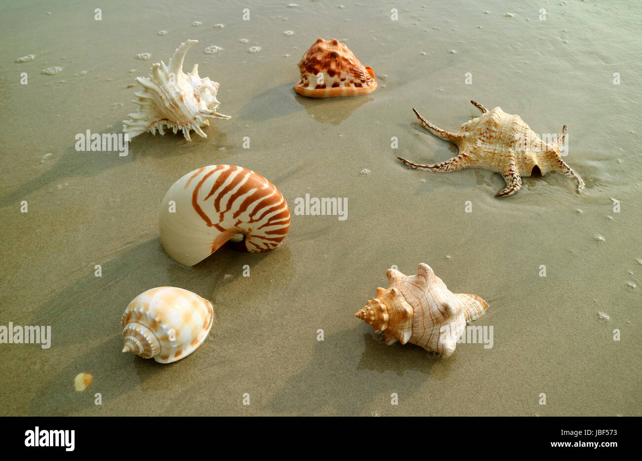 Six types of beautiful seashells on the beach in Thailand Stock Photo ...