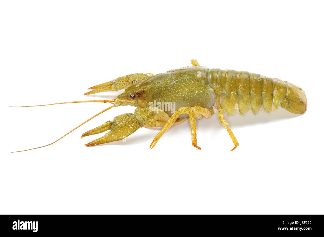 Sea crawfish Cut Out Stock Images & Pictures - Alamy