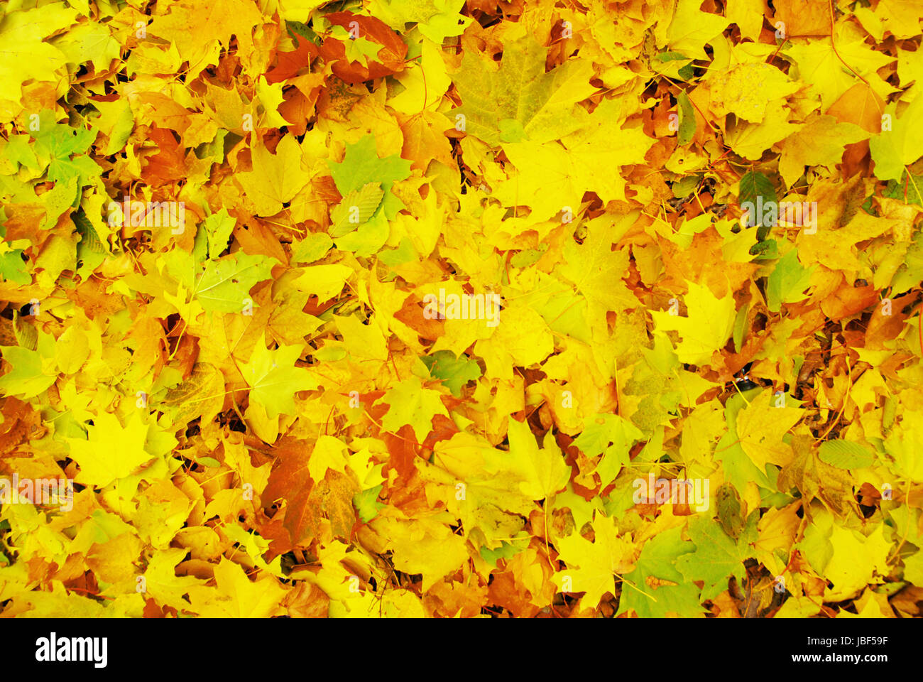 Texture of a maple leaf as background Stock Photo - Alamy