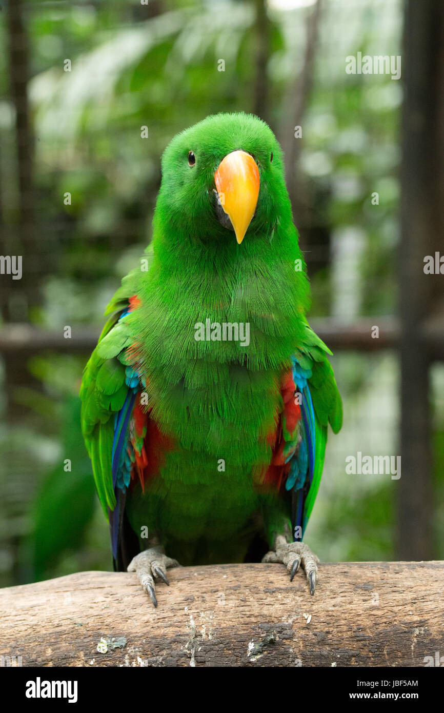 parrot bird sitting on the perch Stock Photo - Alamy
