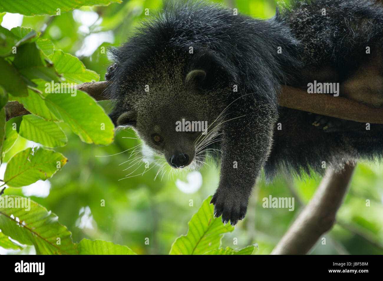 rare and amusing animal of binturong Stock Photo - Alamy