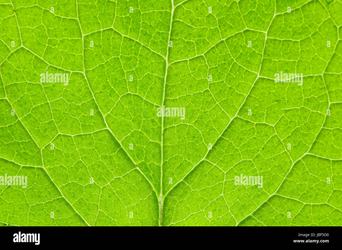 structure of leaf natural background Stock Photo - Alamy