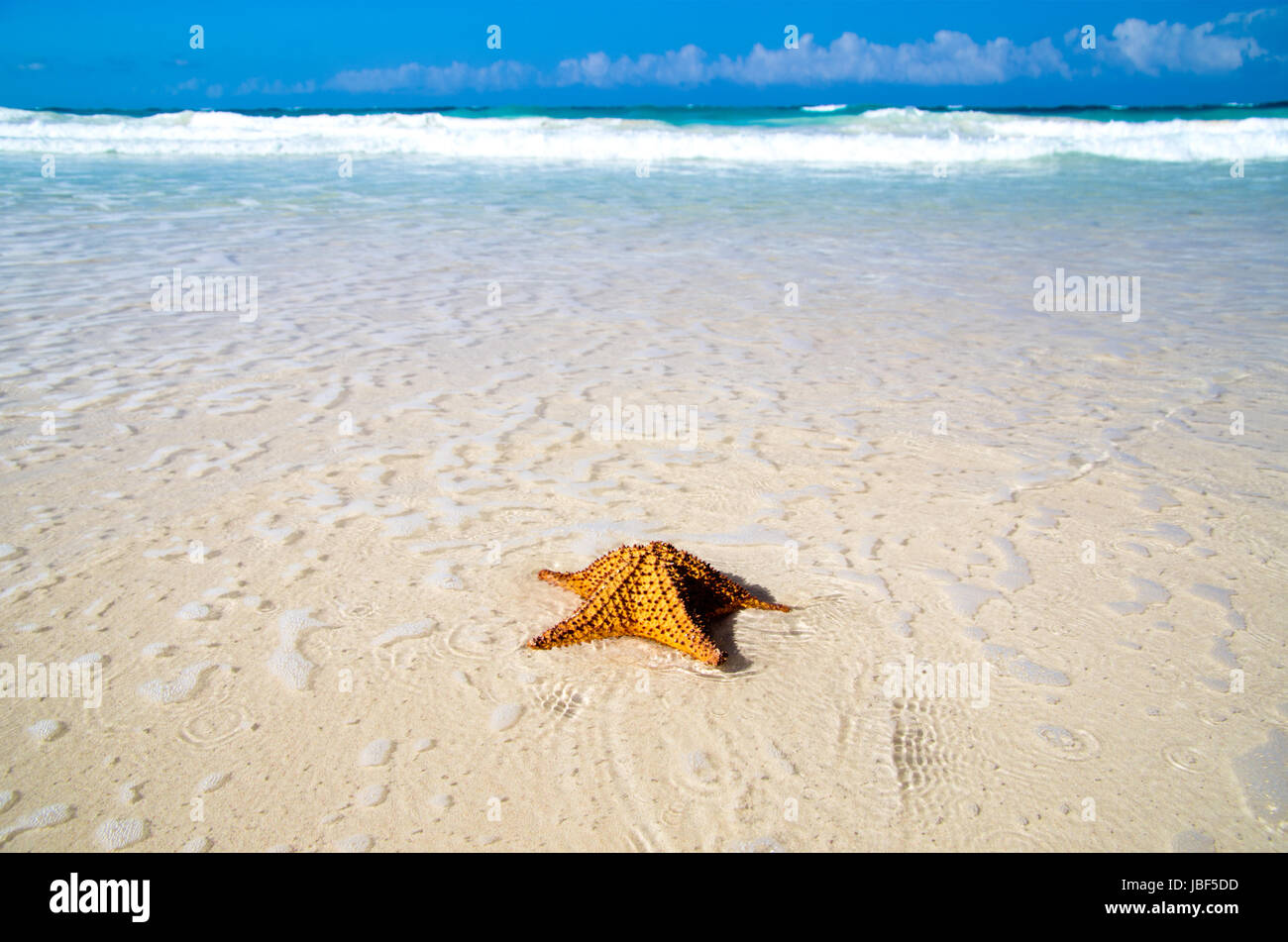Caribbean starfish over sand beach Stock Photo - Alamy