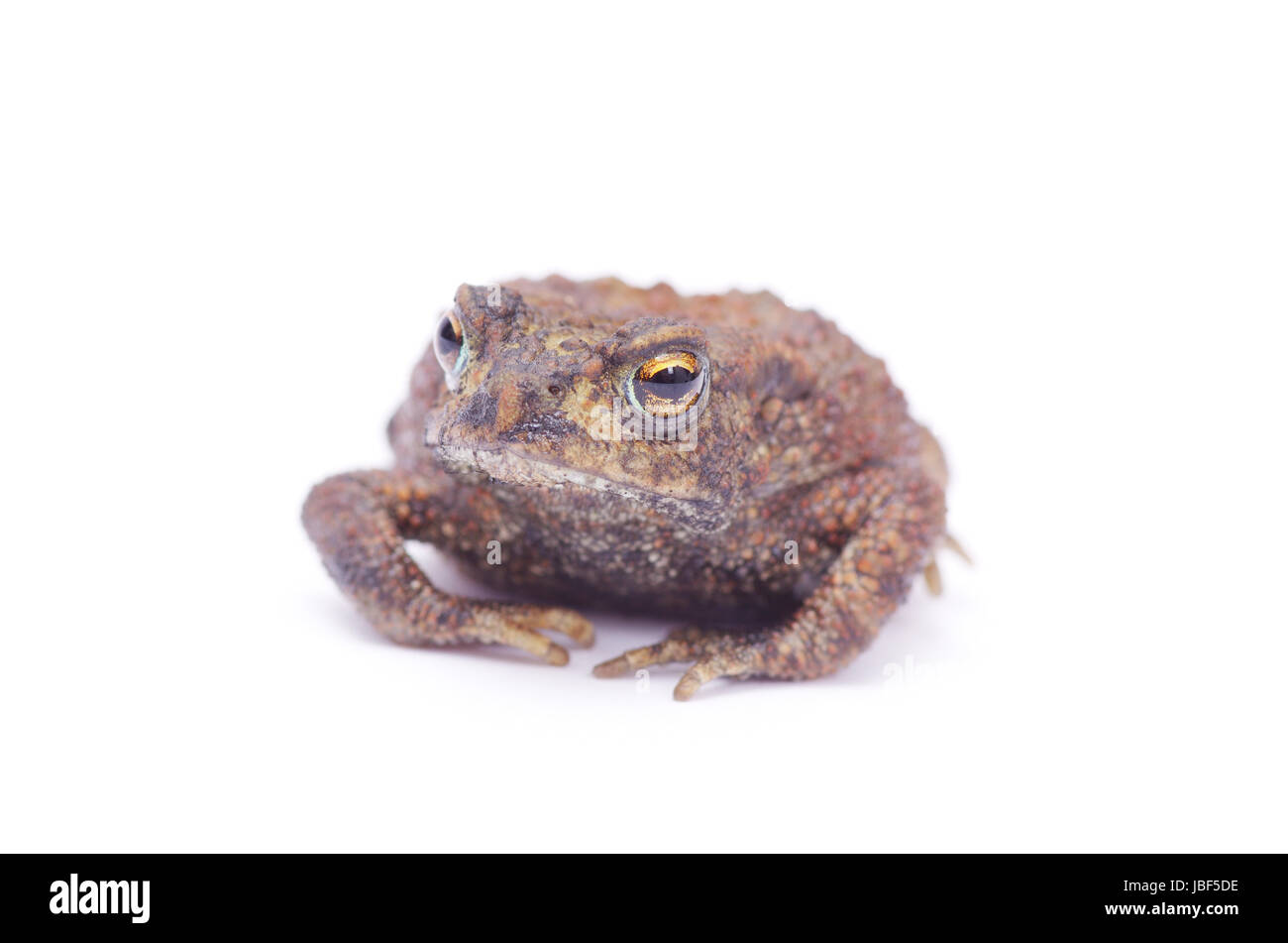 frog on a white background Stock Photo - Alamy