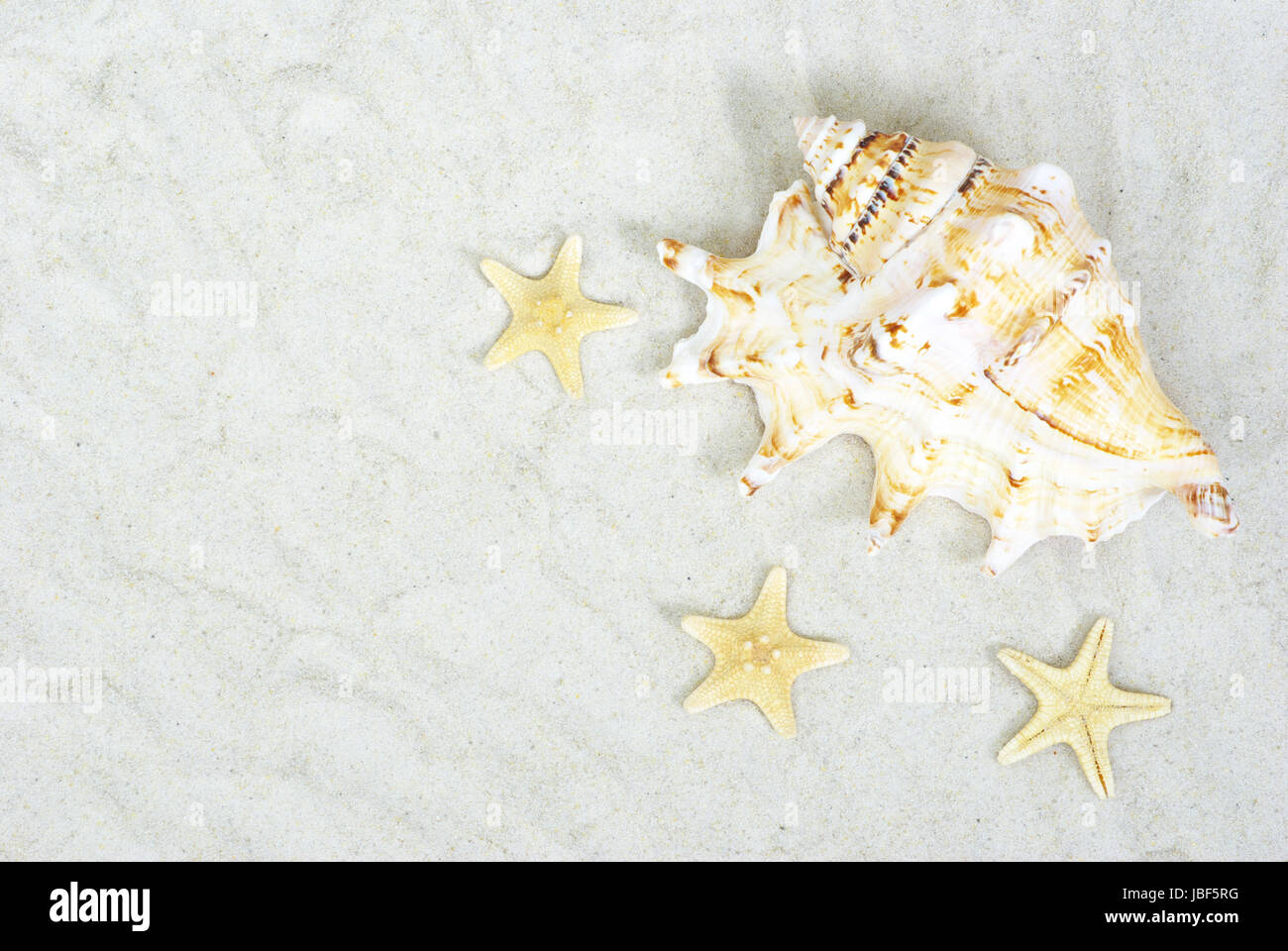 starfish and shells on the beach Stock Photo - Alamy