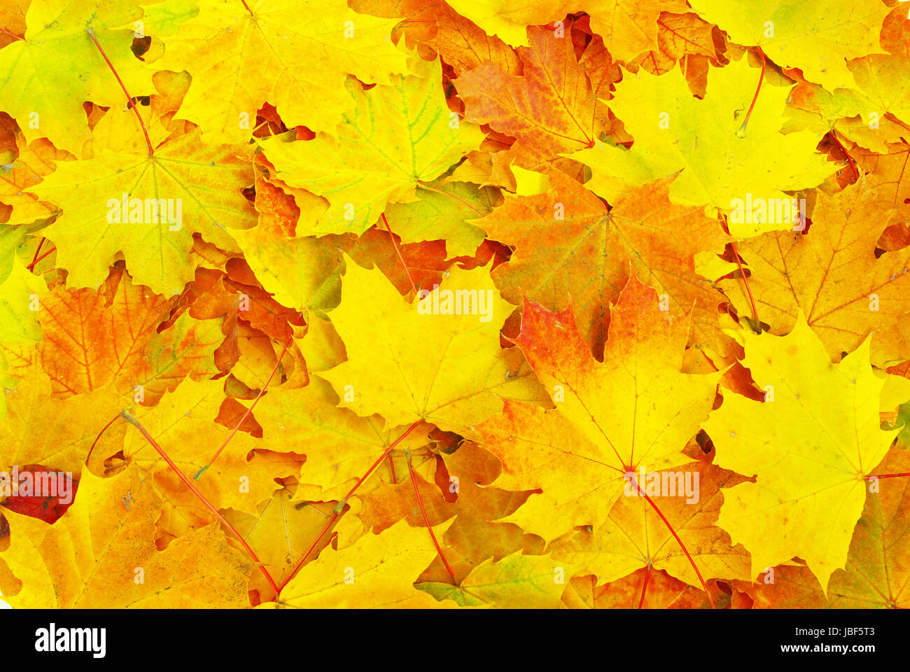 Texture of a maple leaf as background Stock Photo - Alamy