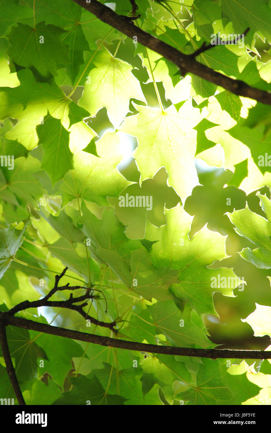 light through the foliage Stock Photo - Alamy
