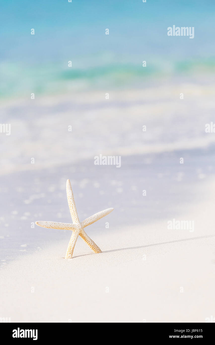 Cute little white sea star on sandy seashore, abstract natural ...