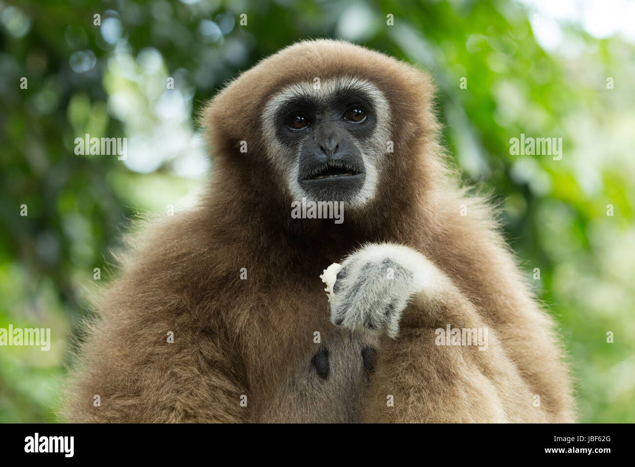 Mammal gibbon pileated hi-res stock photography and images - Alamy