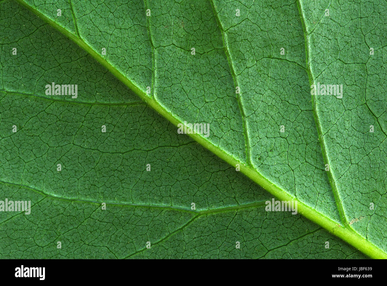 structure of leaf natural background Stock Photo - Alamy