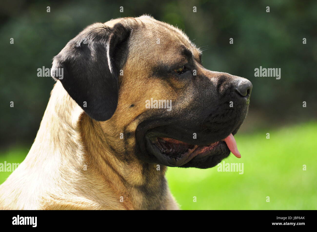 Corso hund hi-res stock photography and images - Alamy
