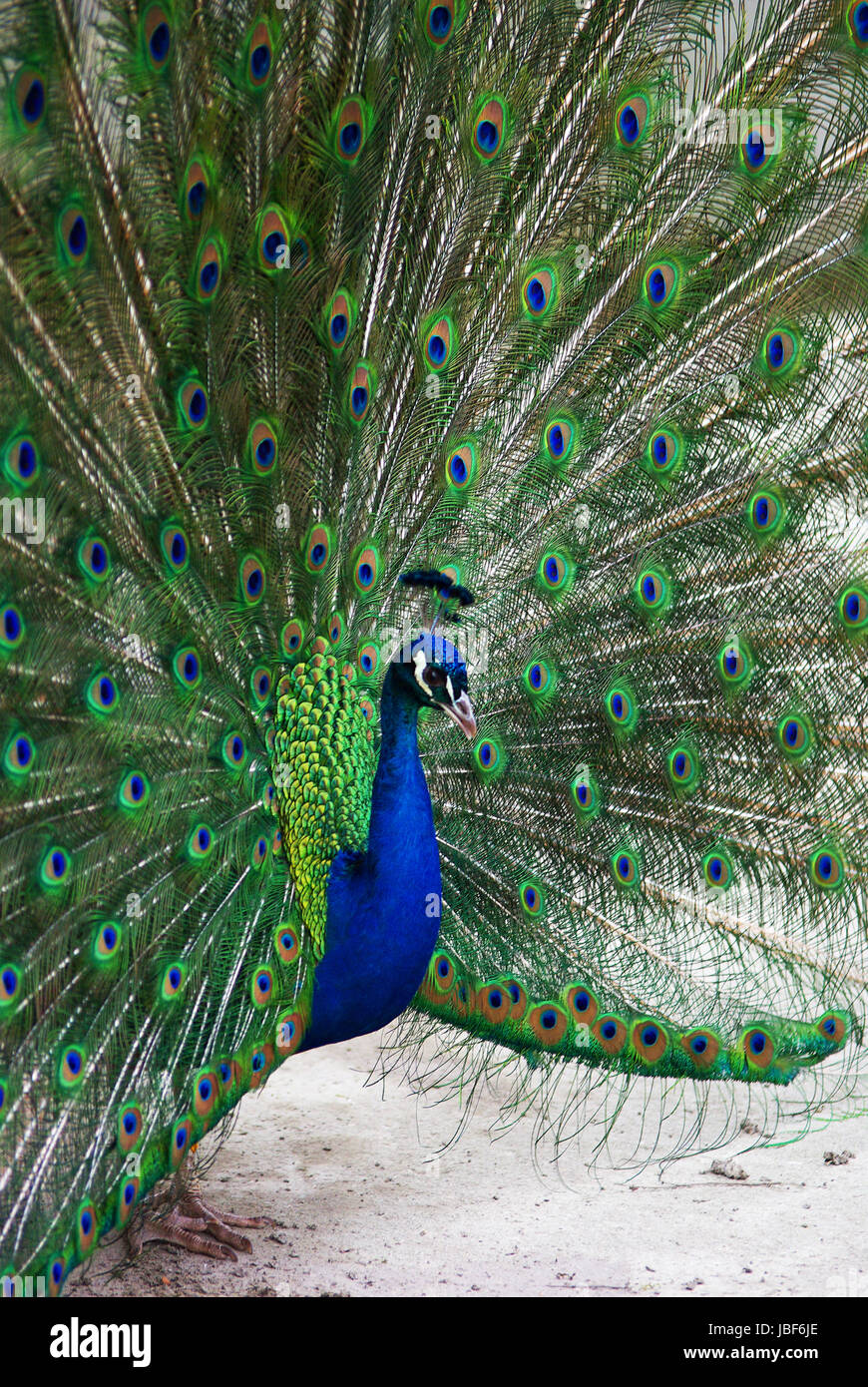 Facherformiges rad hi-res stock photography and images - Alamy