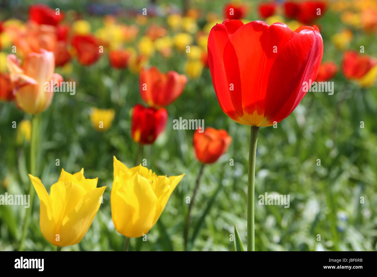 red orange and yellow in tulpenbeet Stock Photo - Alamy