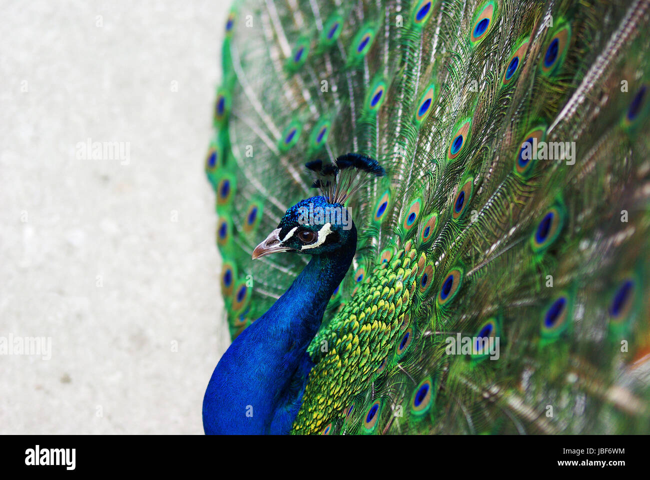 "Blauer Pfau" mit aufgestelltem "Rad Stock Photo - Alamy