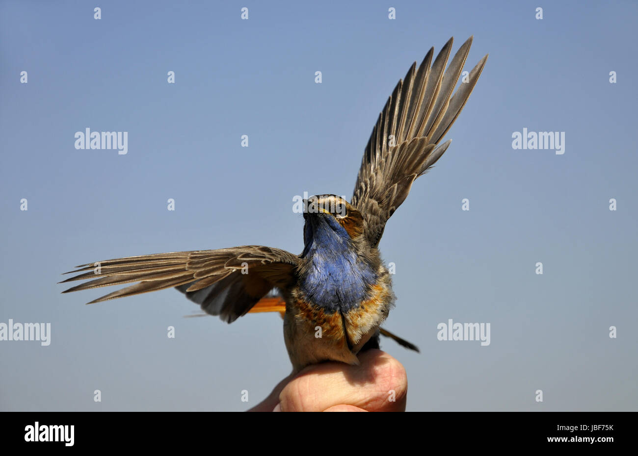 Vogelberingung hi-res stock photography and images - Alamy