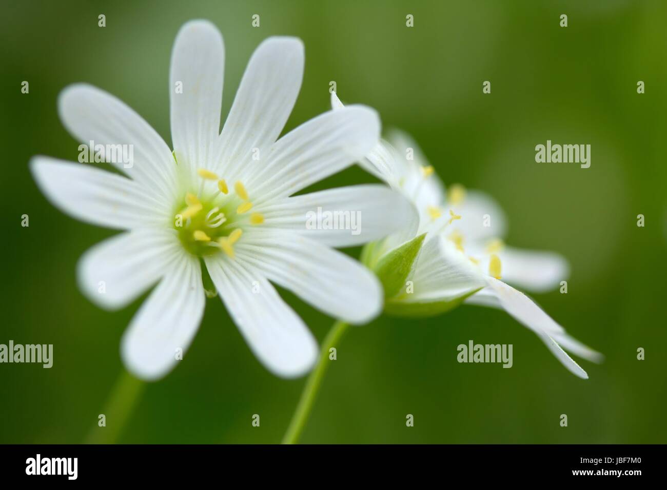 Largeflowered Chickweed High Resolution Stock Photography and Images ...