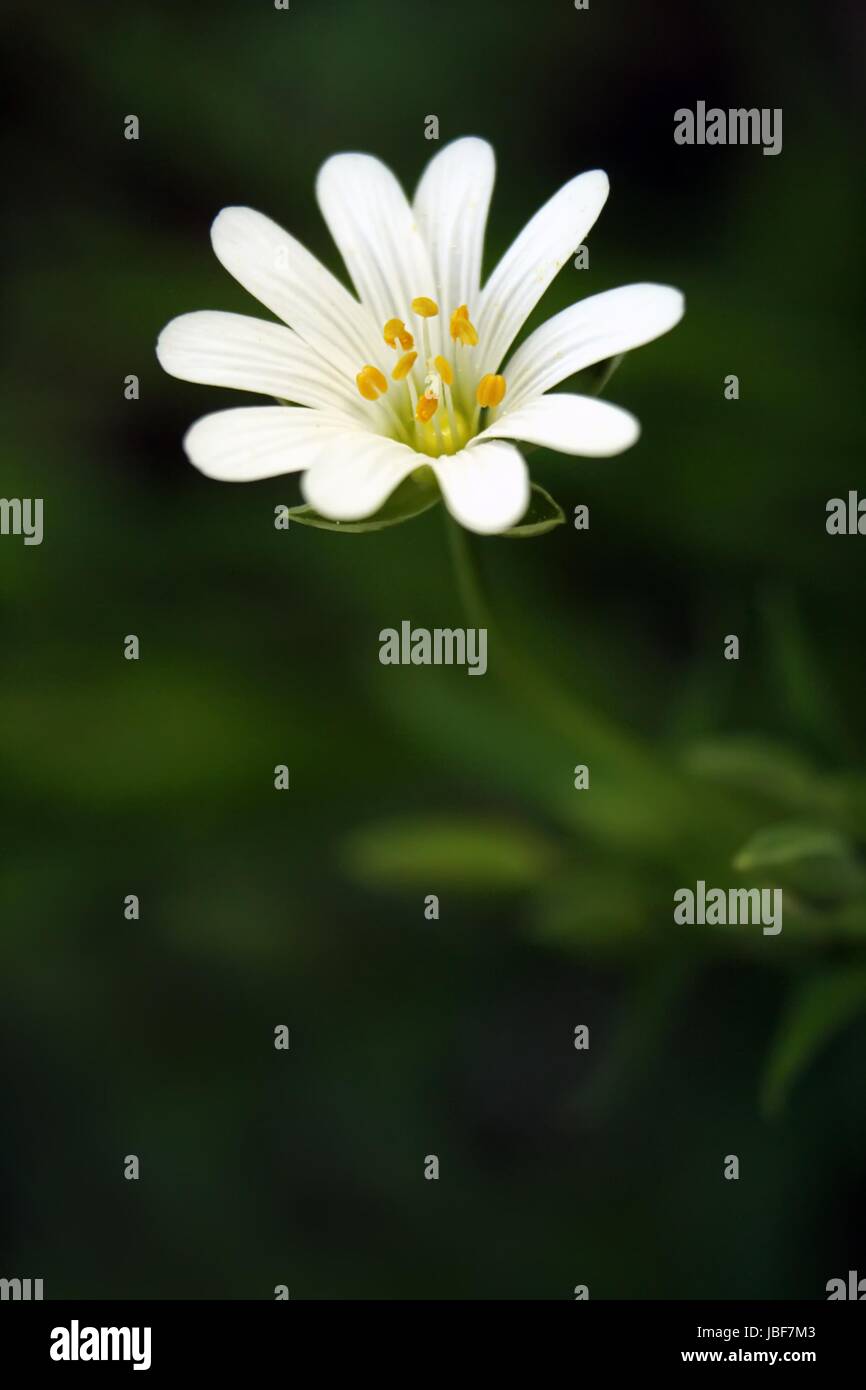 Largeflowered Chickweed High Resolution Stock Photography and Images ...