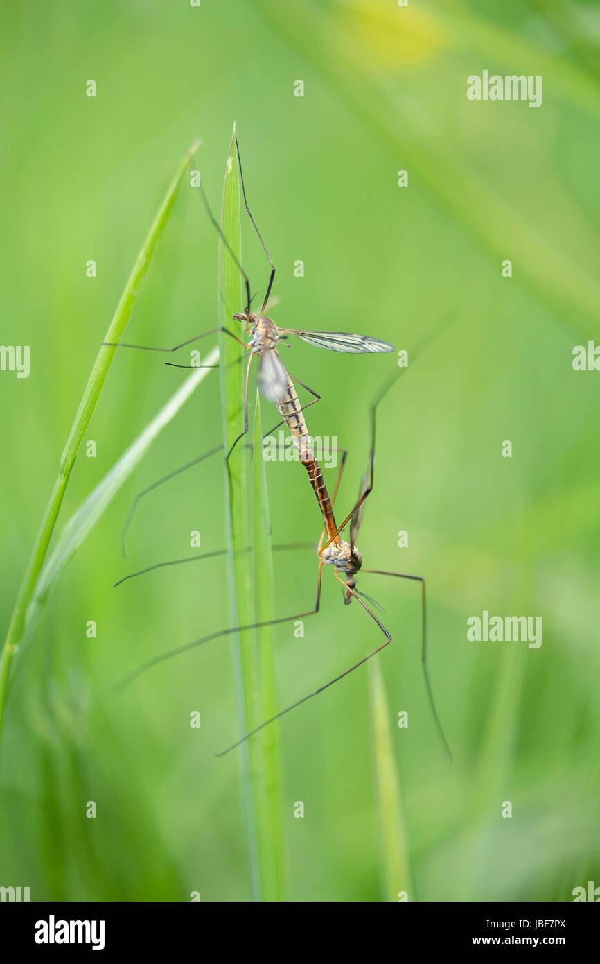 mosquitoes during mating / gnats while mating Stock Photo - Alamy