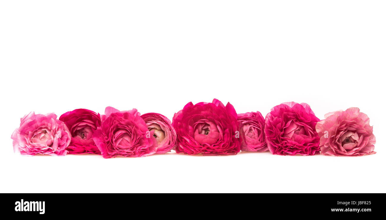 eight pink and magenta blossom of lying in a line in front ob a white ...
