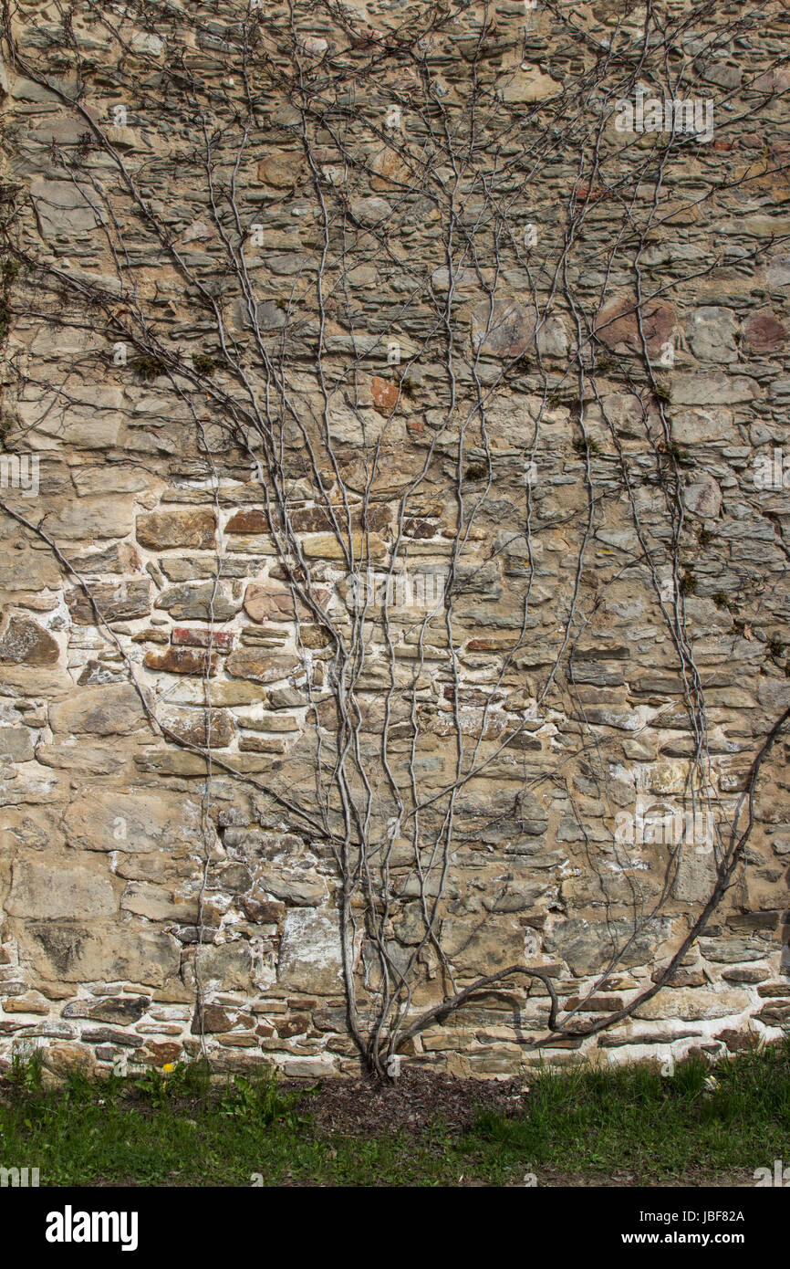 Old sandstone wall with natural rough rocks with a leafless creeper ...