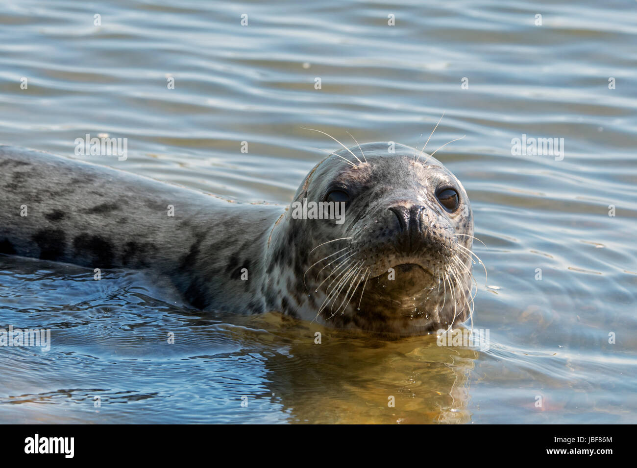Newburgh seals hi-res stock photography and images - Alamy