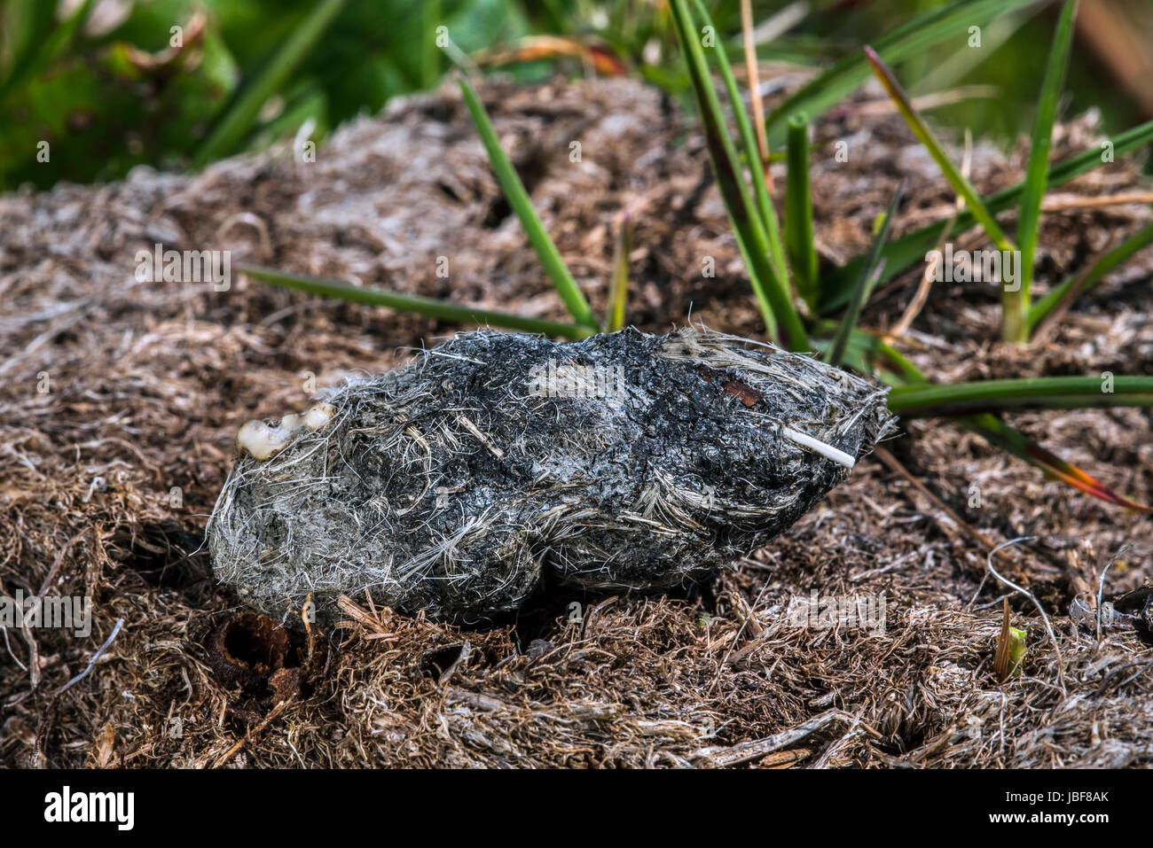 Owl pellets hi-res stock photography and images - Alamy