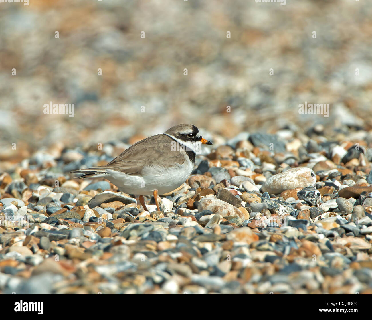 Adult Ringed Plover, camouflaged on shingle beach Stock Photo - Alamy