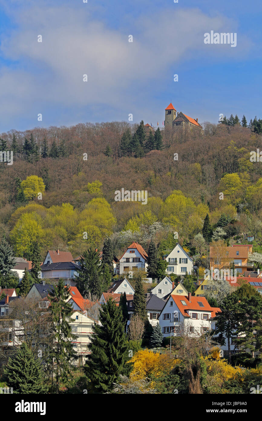 spring deciduous forest Stock Photo - Alamy