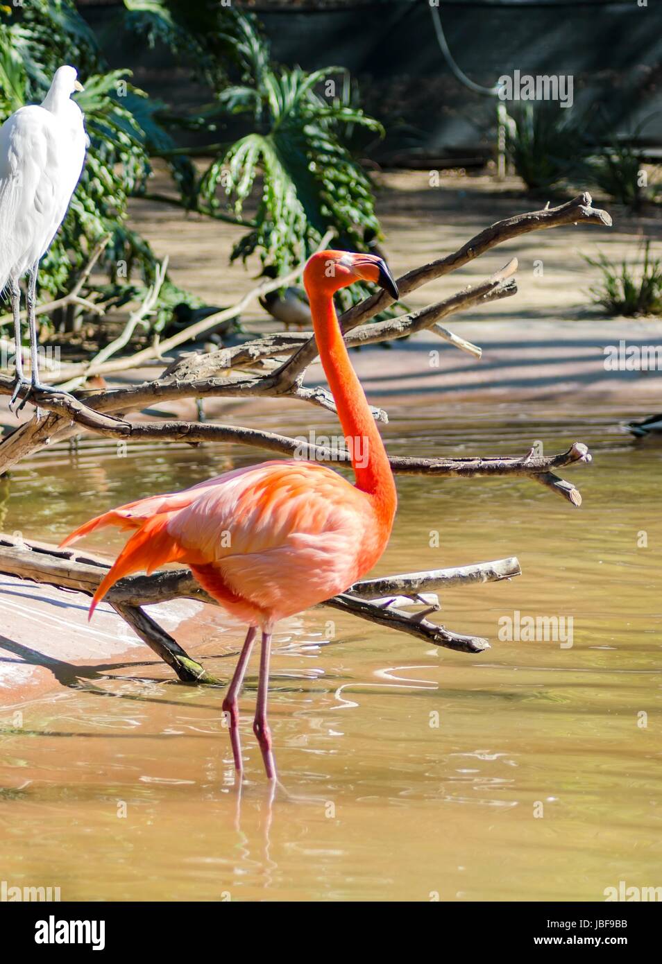 A profile view of a Caribbean Flamingo standing in the water, also ...
