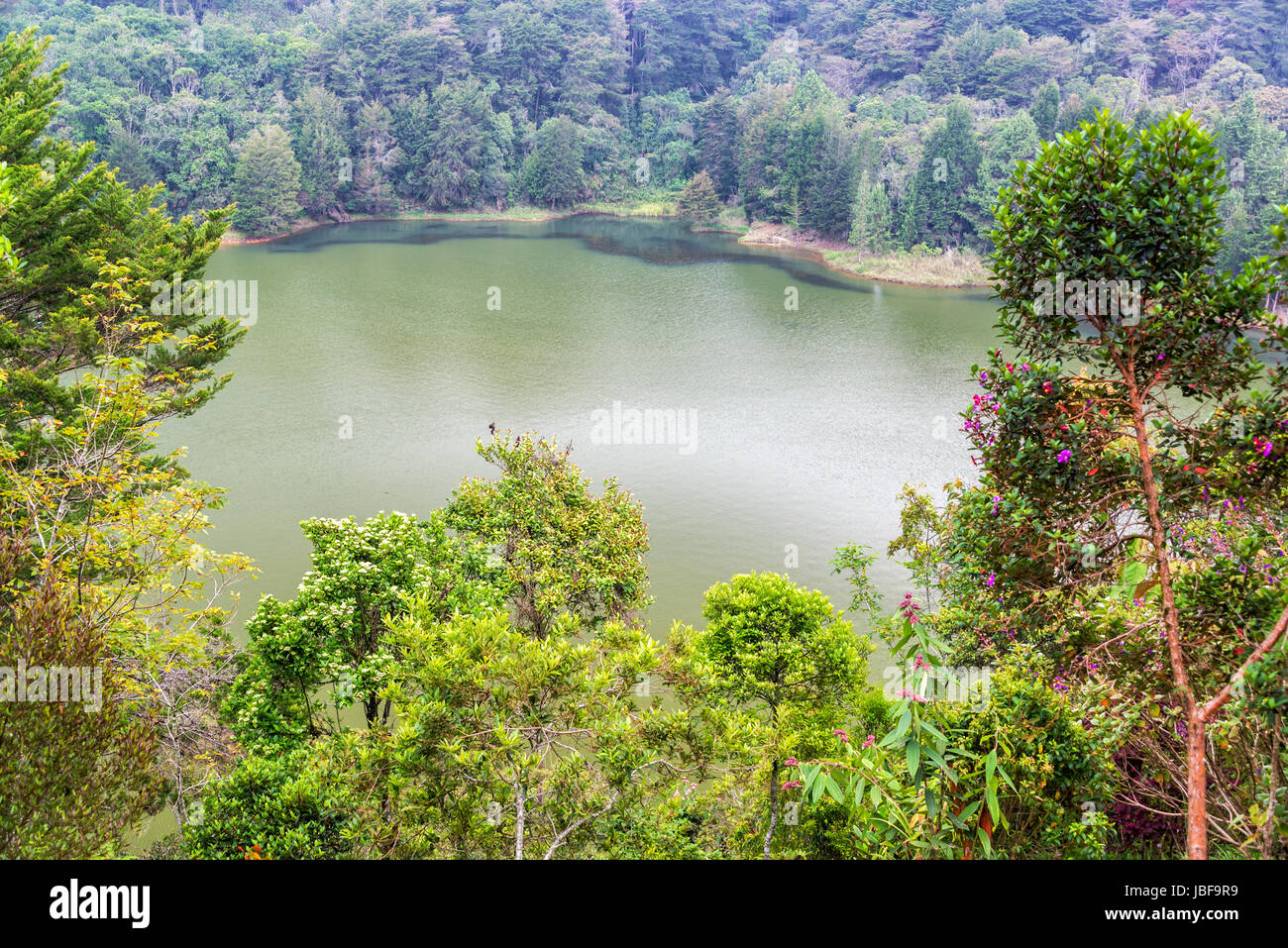 Green colored lake surrounded by a forest in Arvi Park near Medellin ...