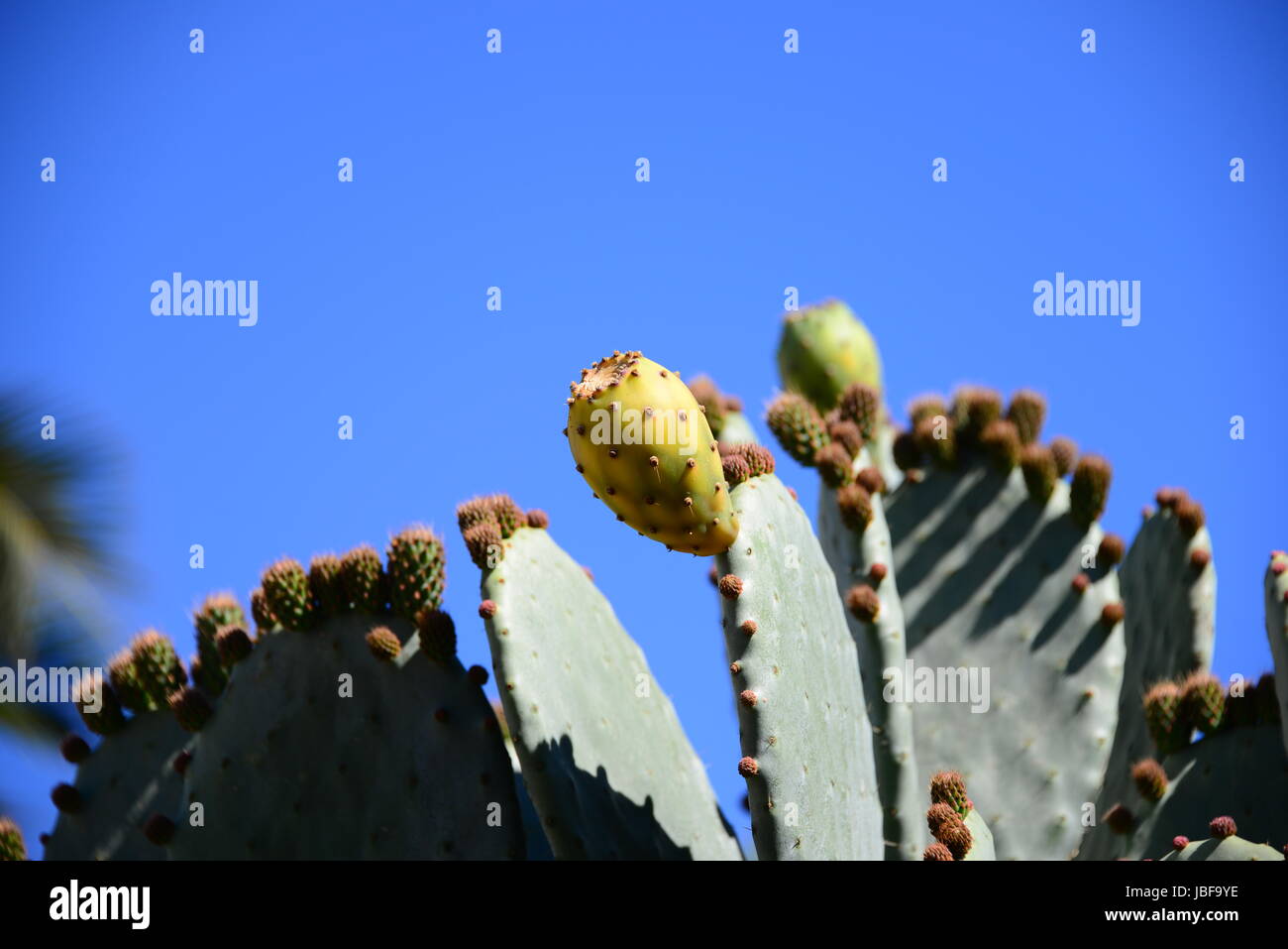 feige cactus - spain Stock Photo - Alamy