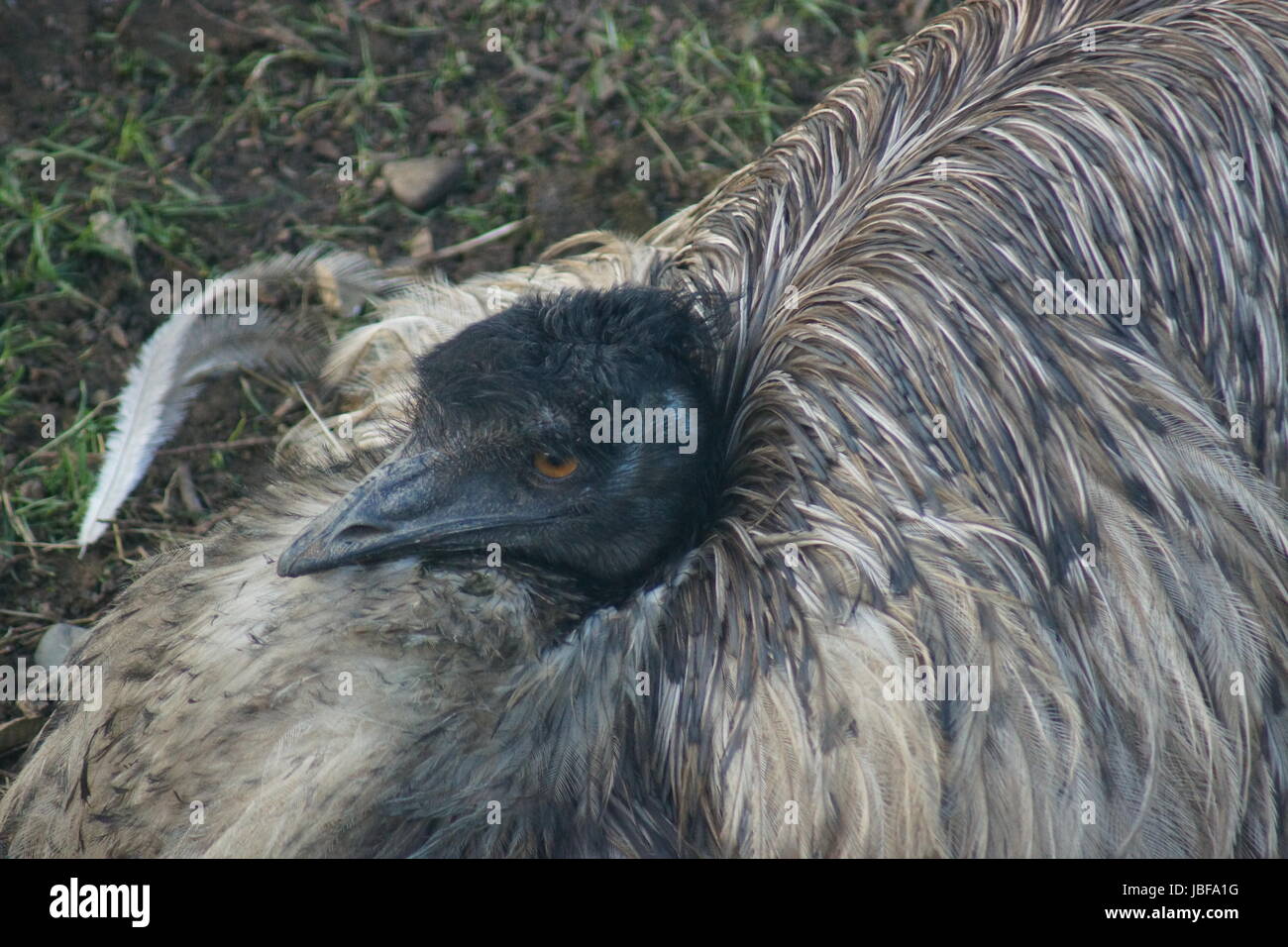 Emu Egg Hatching Machine