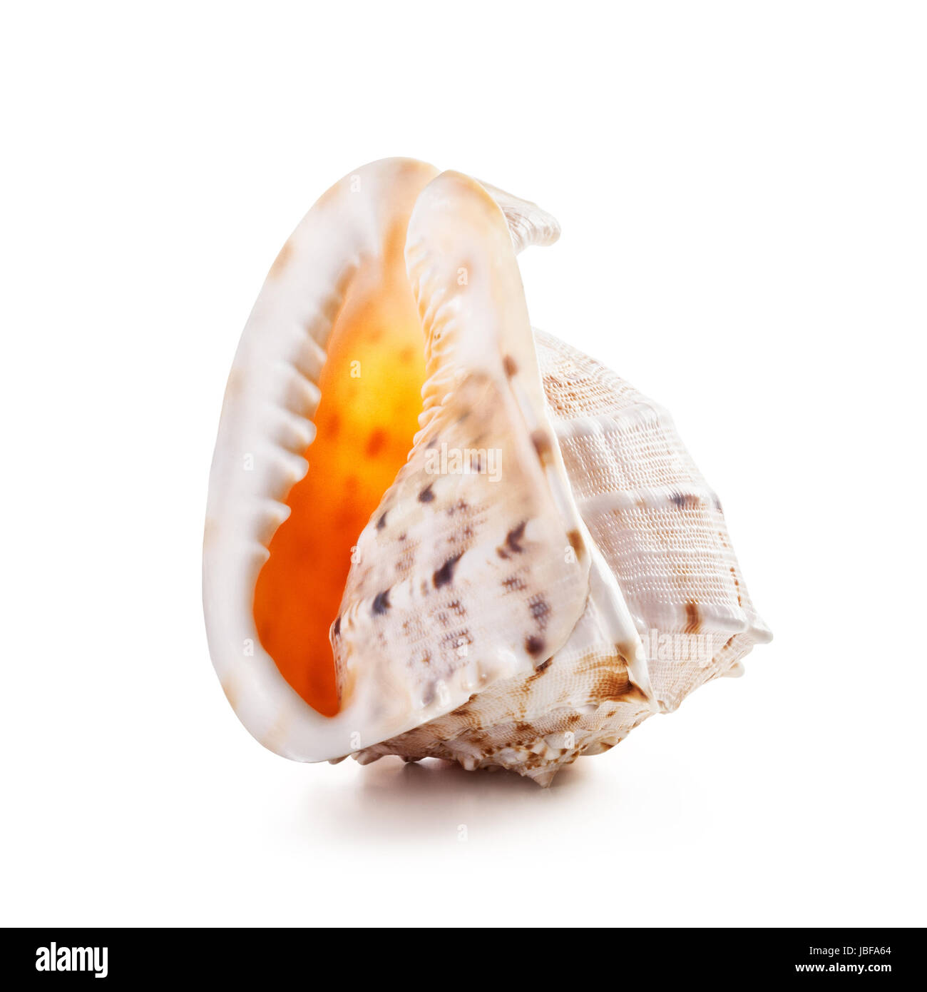 Big seashell isolated on white background clipping path included Stock ...