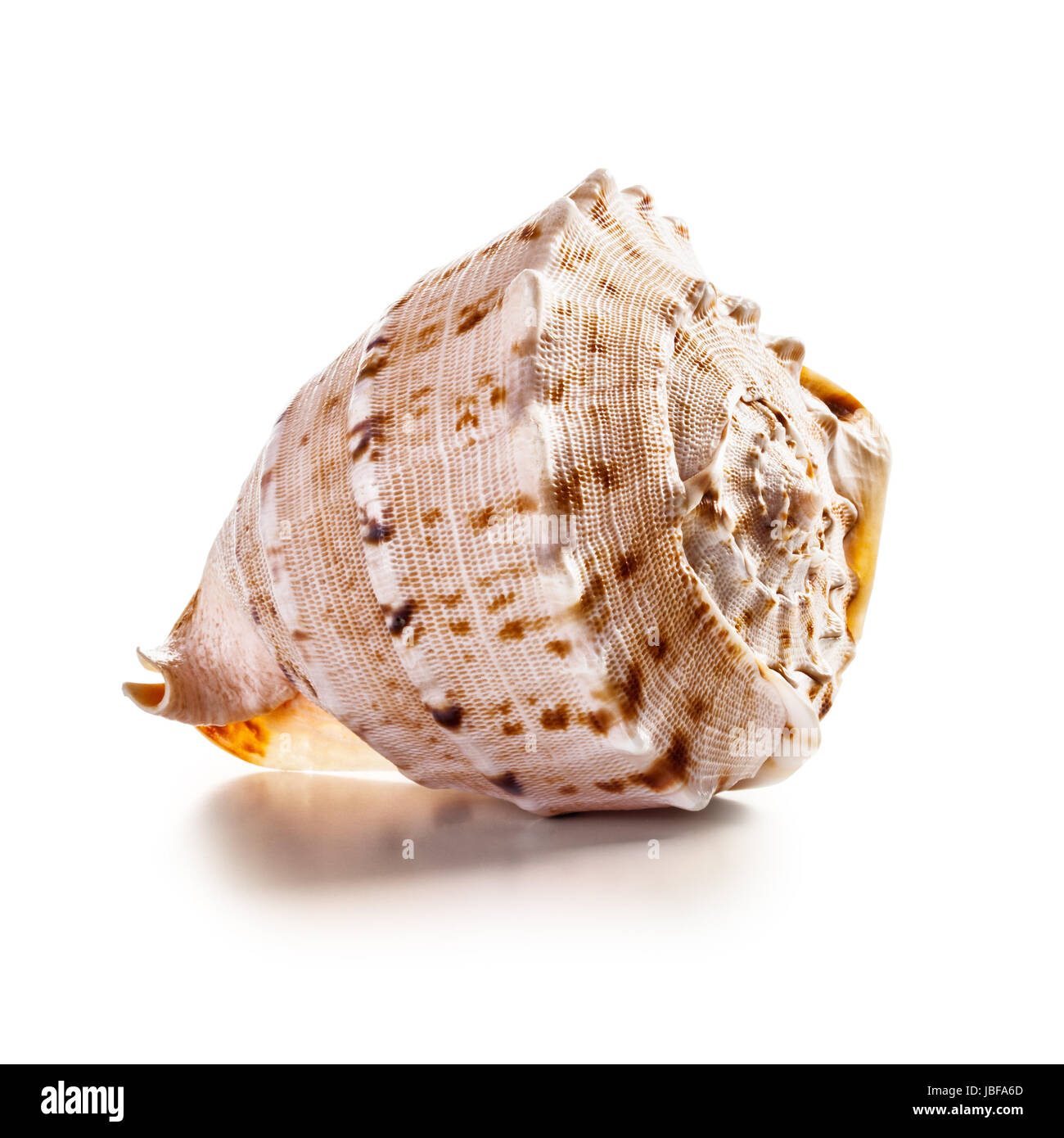 Big seashell isolated on white background clipping path included Stock ...